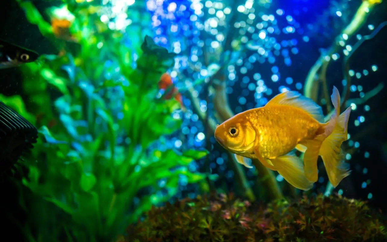 Common Types of Goldfish and How Their Food Needs Differ – Intan Growel