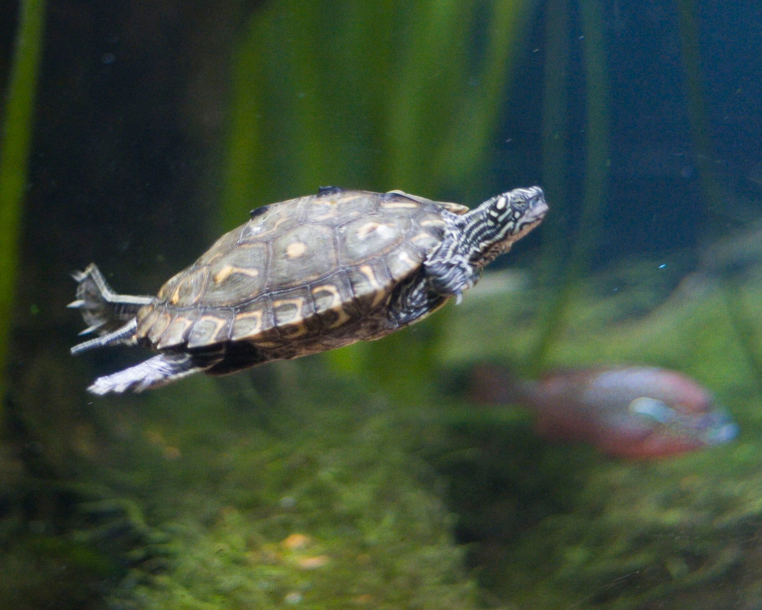 Feeding Your Pet Turtle: A Complete Nutrition Guide – Intan Growel