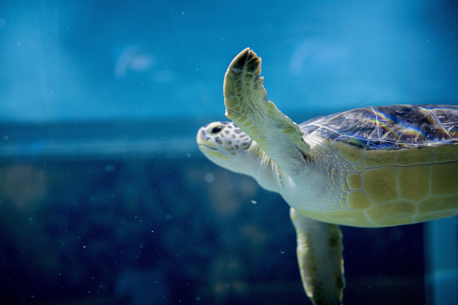 All you need to know about Turtles – Intan Growel