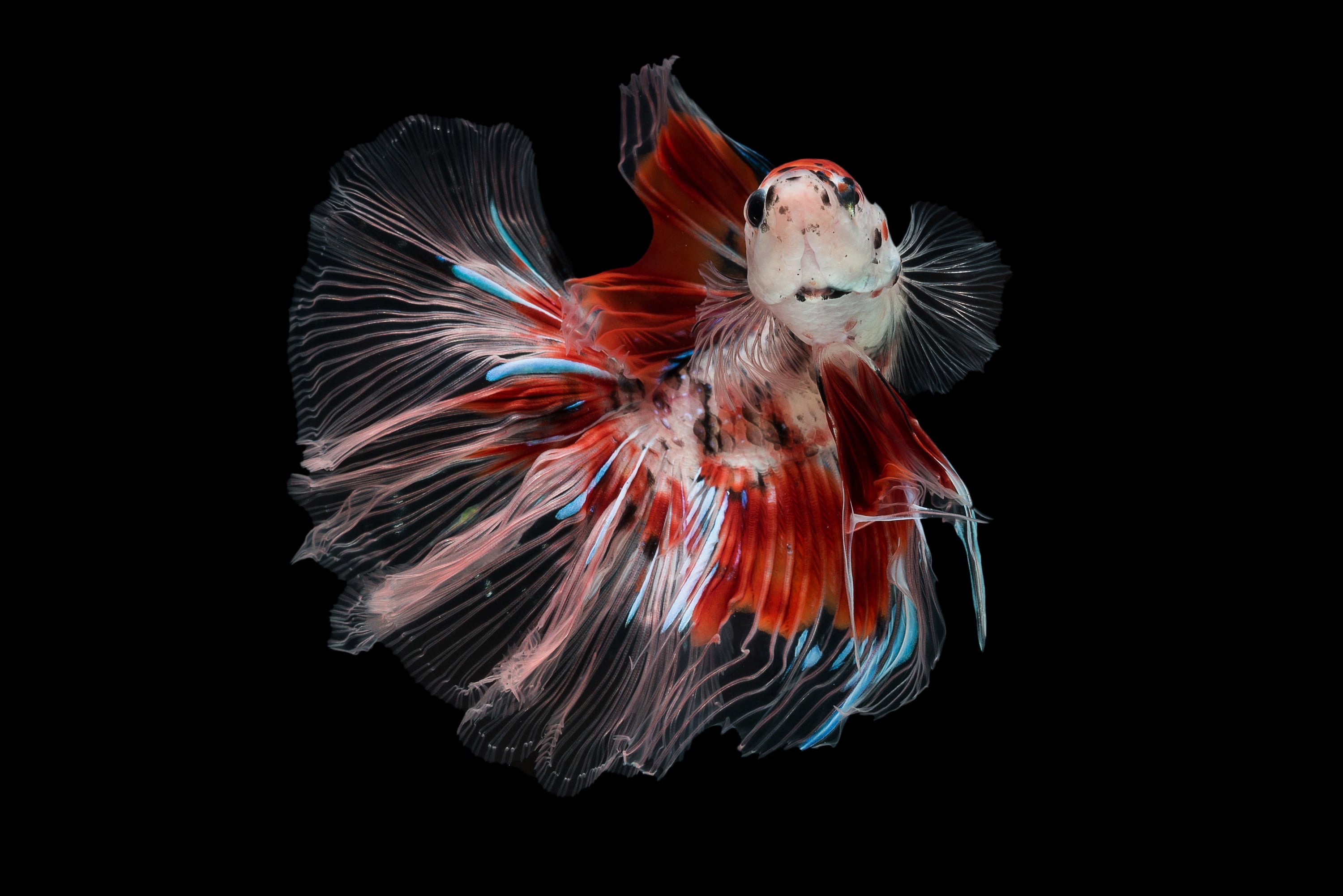 Feeding Your Betta Fish - 5 Tips – Intan Growel