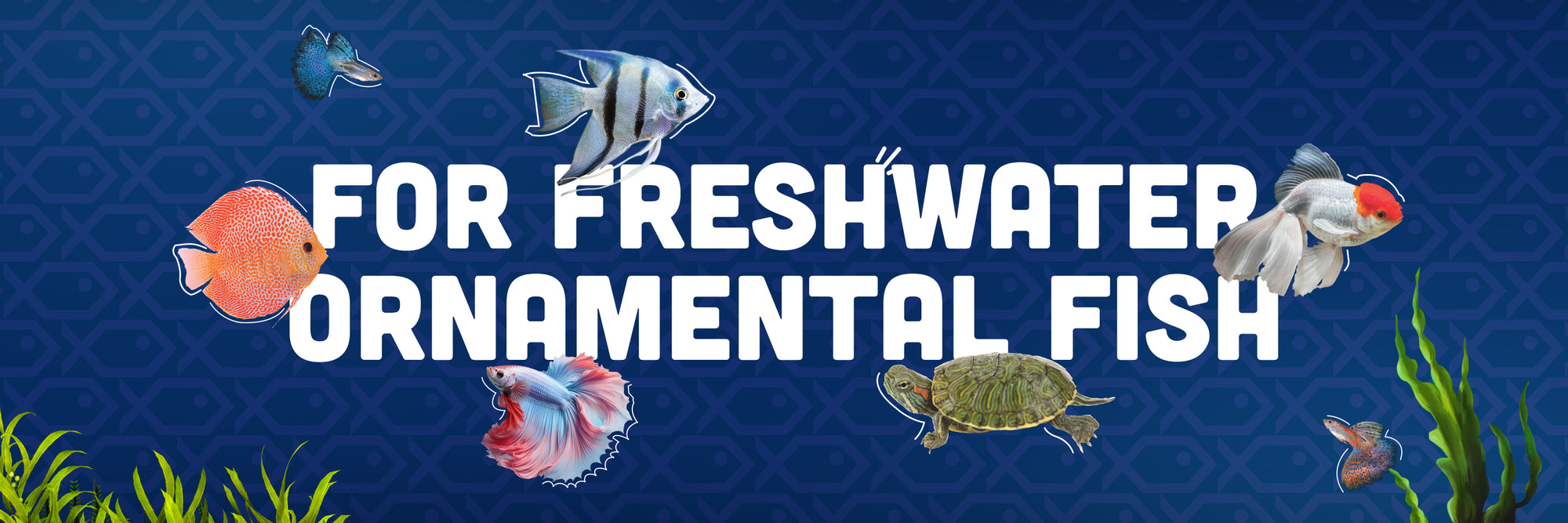 Fresh Water Pets – Intan Growel